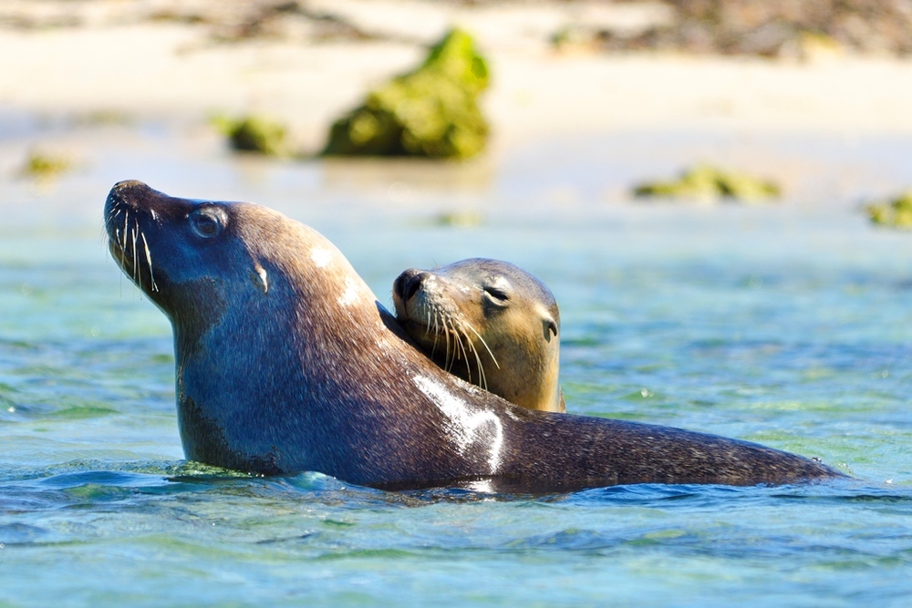 1 night Hotel Clipper & Penguin Island Family Package